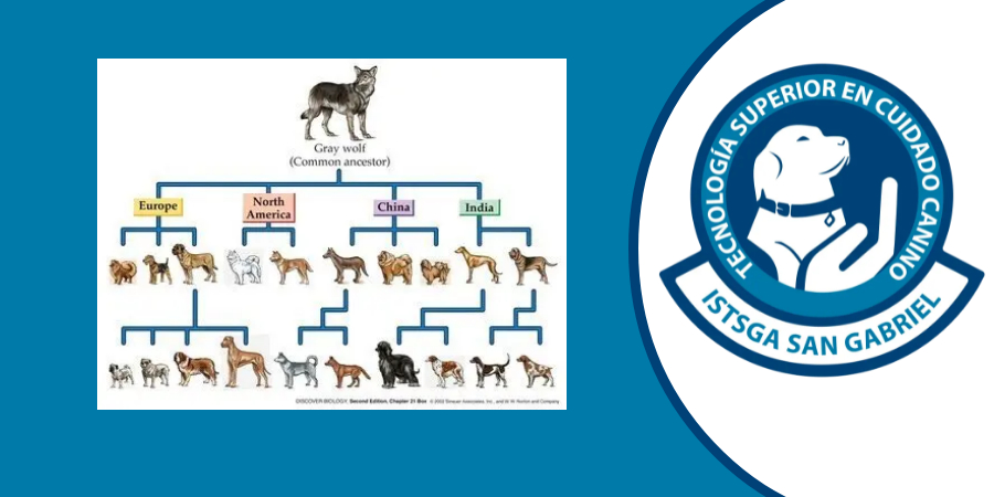 Genética Animal_OM_24